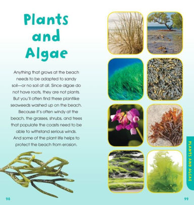 A Walk on the Beach: Into the Field Guide by Laurie Goldman, Paperback ...