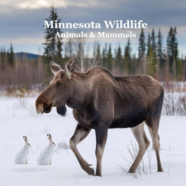 Minnesota Animals and Mammals Wildlife Book: Great Minnesota Animals ...