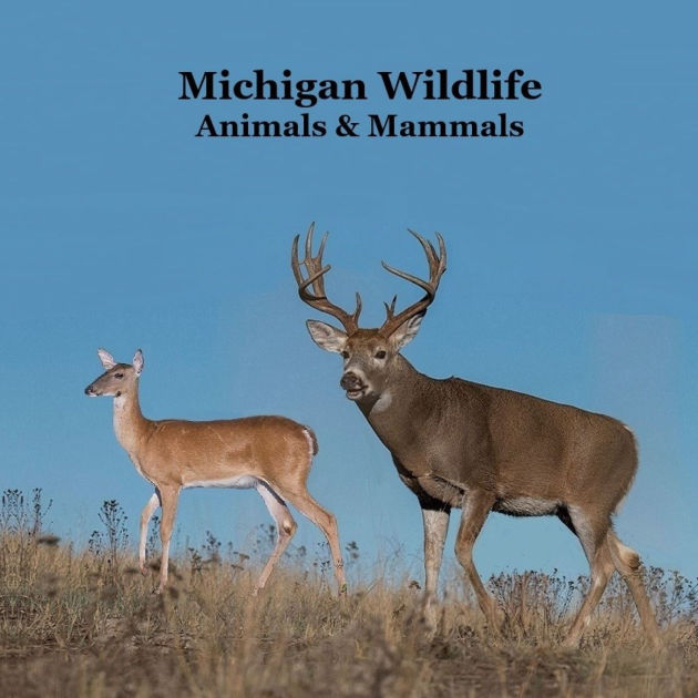 Michigan Animals and Mammals Wildlife Book: Great Michigan Animals book ...