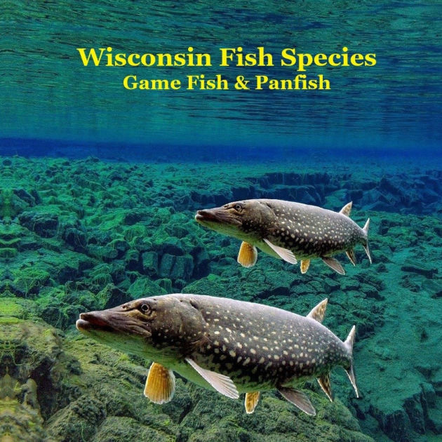 Wisconsin Game Fish and Panfish Species Kids Book: Great Book About the ...