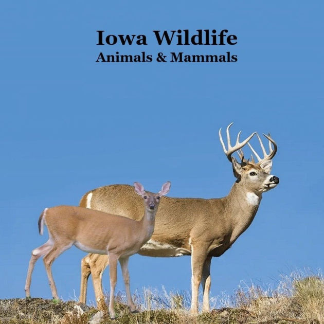 Iowa Animals and Mammals Kids Wildlife Book: Great Iowa Animals book ...