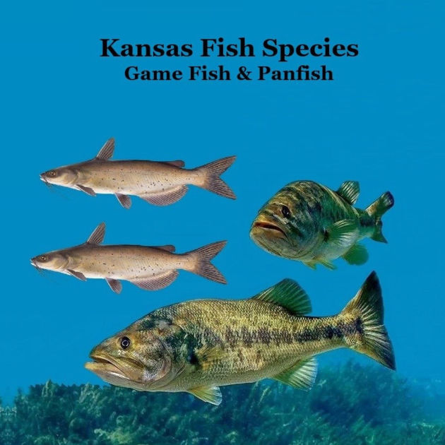 Kansas Game Fish and Panfish Species Kids Book: Great Book About the ...