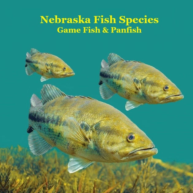 Nebraska Game Fish and Panfish Species Kids Book: Great Book About the ...