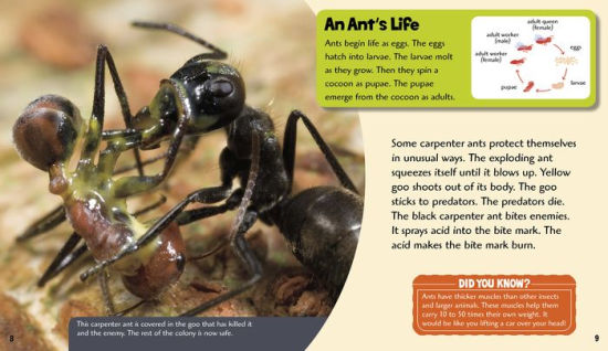 Amazing Ants: A 4D Book by Megan Cooley Peterson, Paperback | Barnes ...