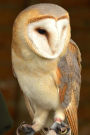 White Owl, Barn Owl (Read, Listen, and Wonder Series) by Nicola Davies ...