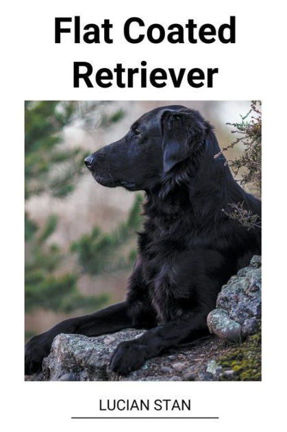 Flat Coated Retriever by Lucian Stan, Paperback | Barnes & Noble®