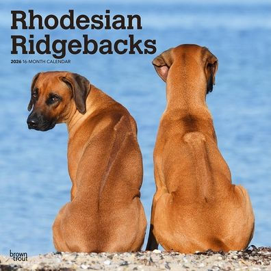 Rhodesian Ridgebacks 2026 12 X 24 Inch (Hanging) Monthly Square Wall ...