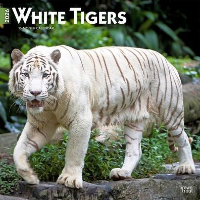 White Tigers 2026 12 X 24 Inch (Hanging) Monthly Square Wall Calendar ...