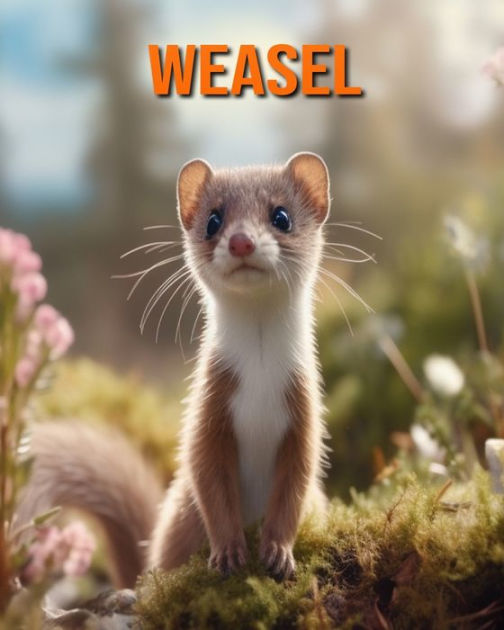 Weasel: Amazing Photos and Fun Facts Book for kids by Kathi Hession ...