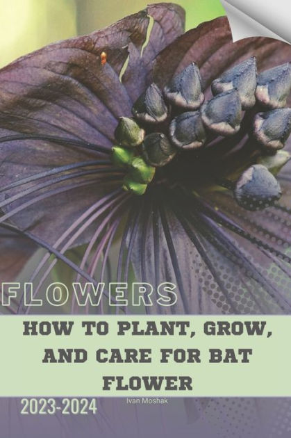 How to Plant, Grow, and Care for Bat Flower: Become flowers expert by ...